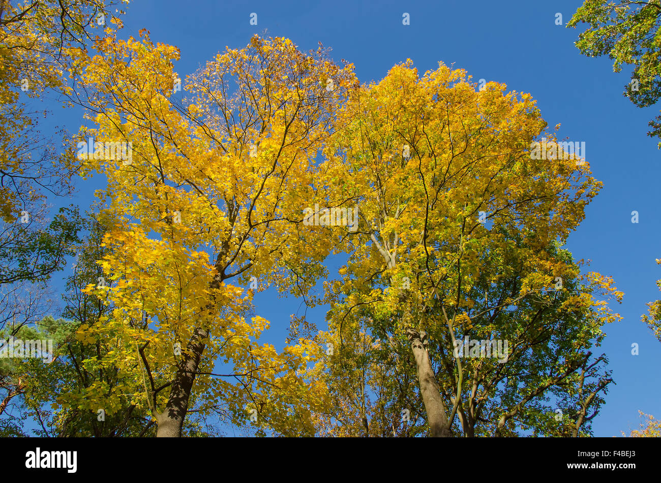 Ast aste limb limbs hi-res stock photography and images - Alamy