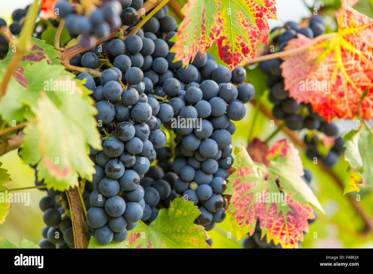 Blue grape 2 Stock Photo - Alamy