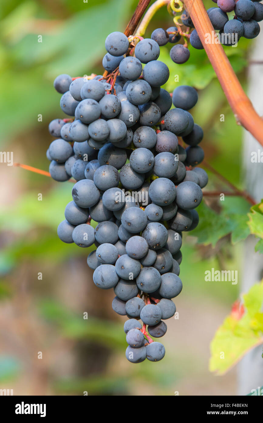 Blue grape hi-res stock photography and images - Alamy