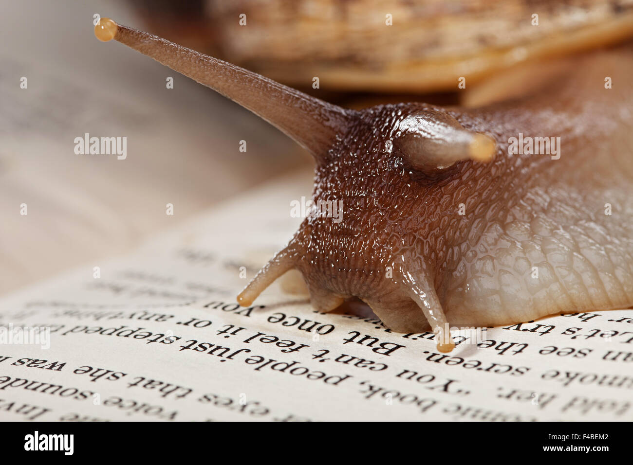 Macro image of snail crawling on book Stock Photo - Alamy