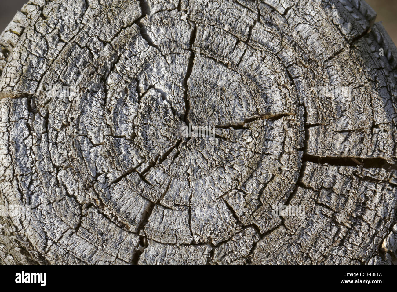 Old gray tree stump in Germany, Europe Stock Photo - Alamy