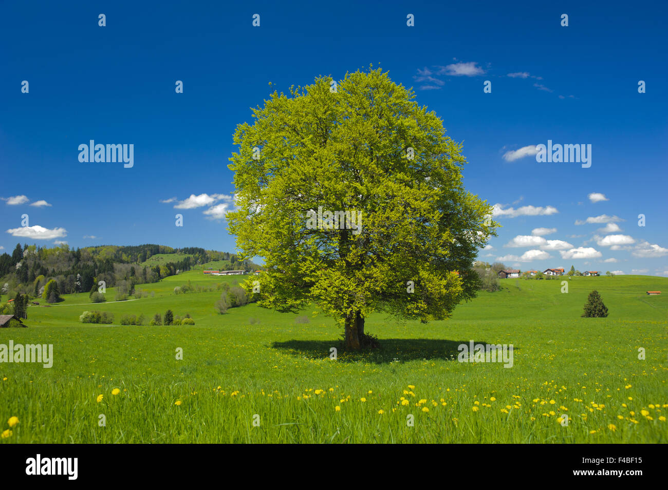 Single summer tree hi-res stock photography and images - Alamy