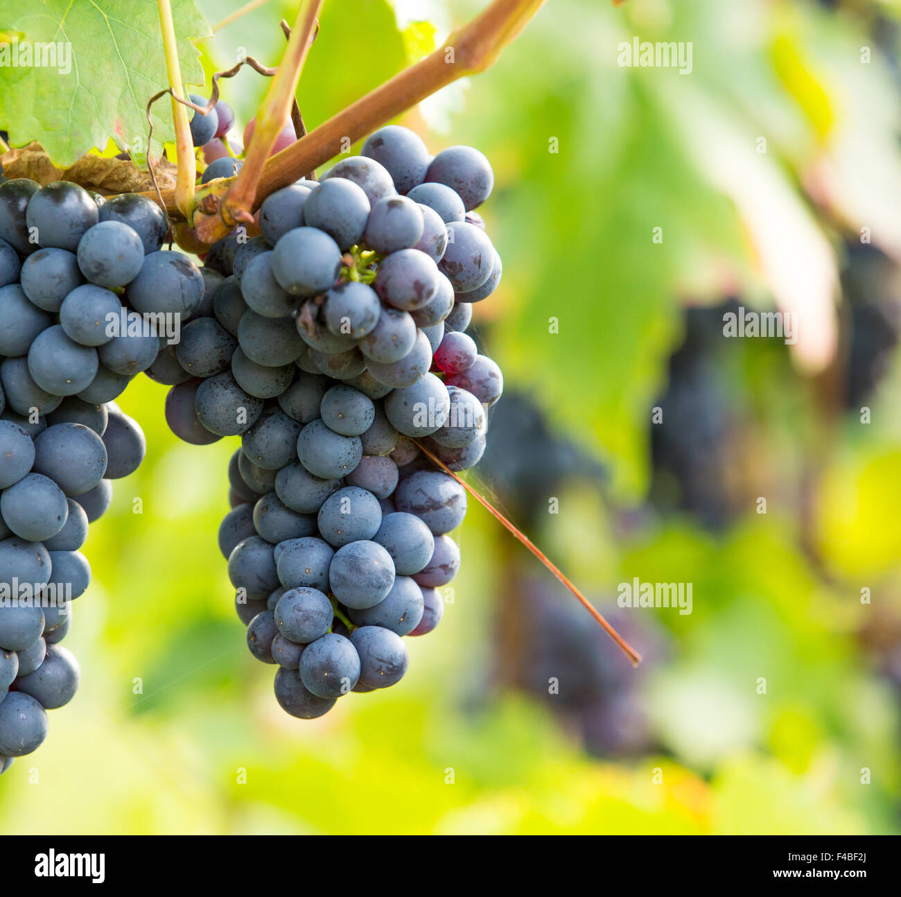 Blue grape 13 Stock Photo - Alamy