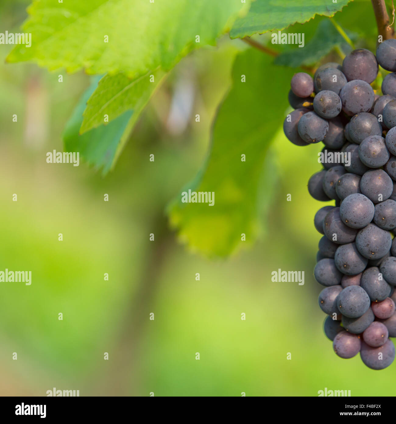 Blue grape 12 Stock Photo - Alamy