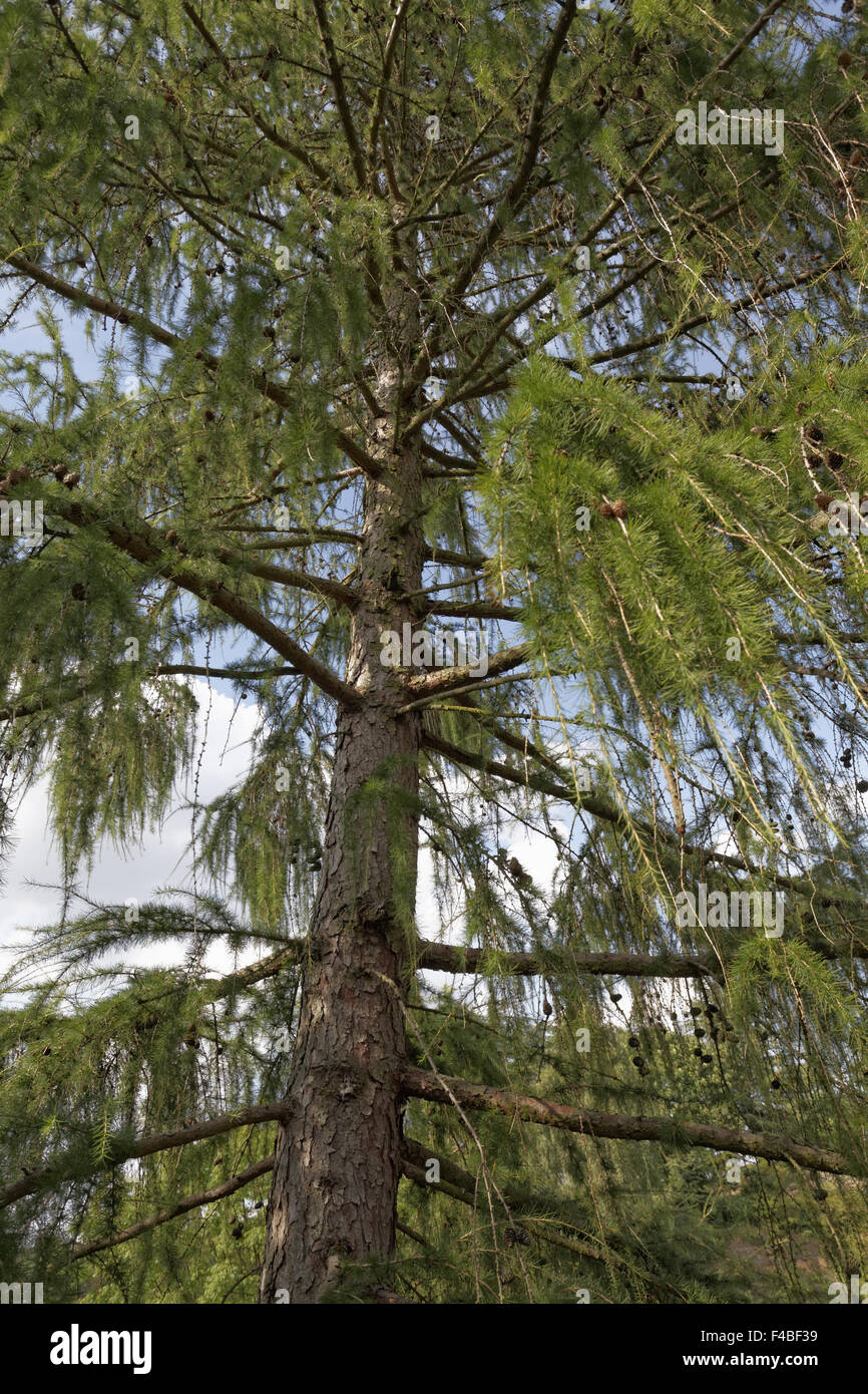 Larix decidua, European Larch, Common Larch Stock Photo - Alamy