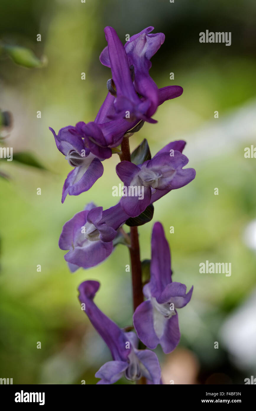 Corydalis cava, Corydalis flower, Fumewort Stock Photo - Alamy