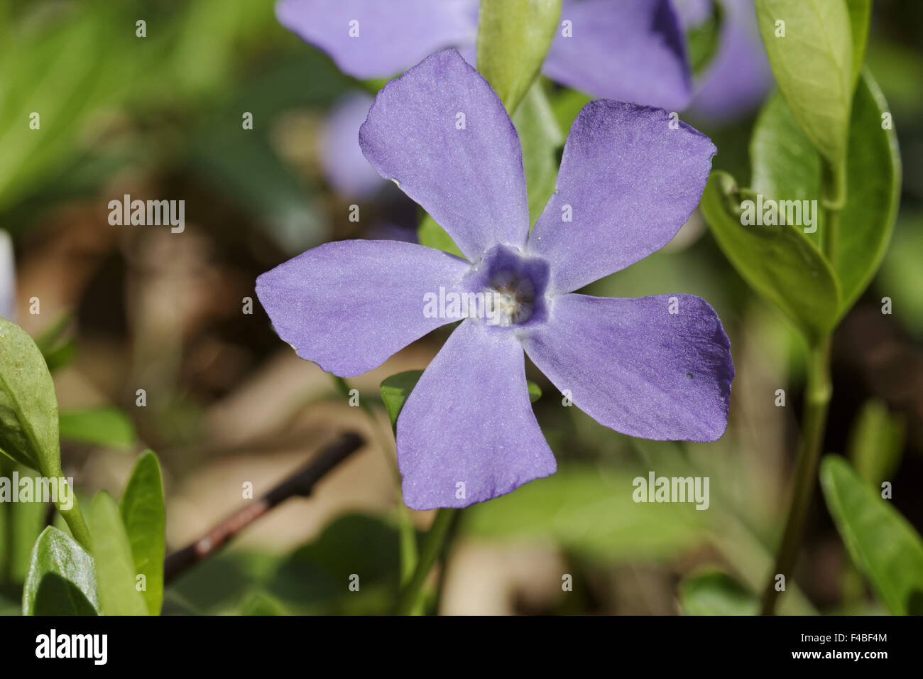 Vinca minor, Purple periwinkle flower Stock Photo - Alamy