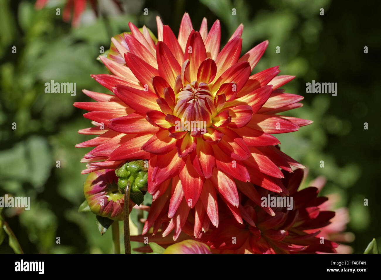 Dahlia hybrid Karma Bon Bini, Cactus Dahlia Stock Photo - Alamy