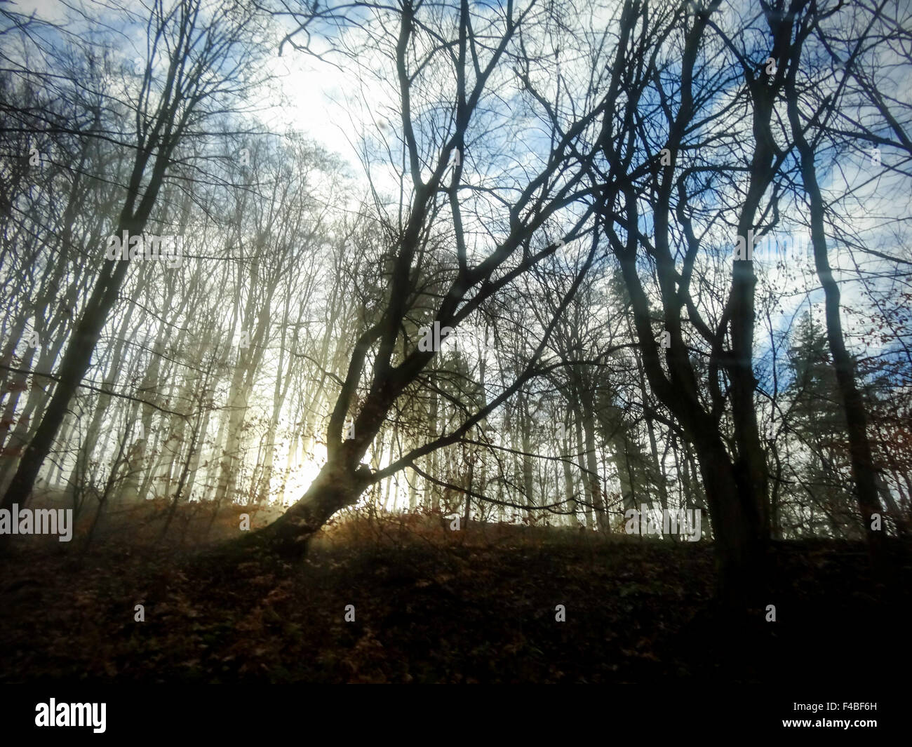 Mystery of forest hi-res stock photography and images - Alamy