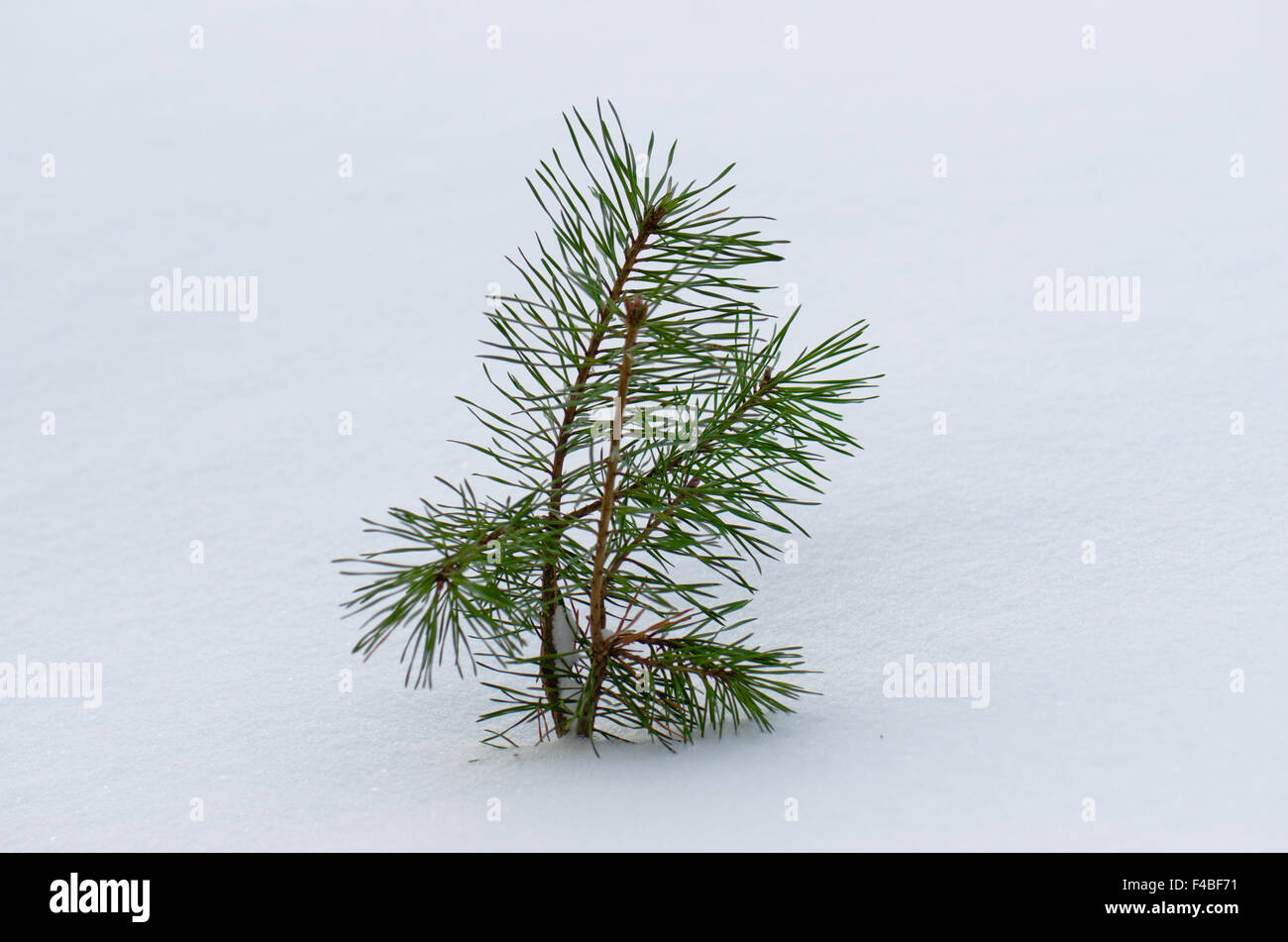 Little pine tree in winter under the snow Stock Photo - Alamy