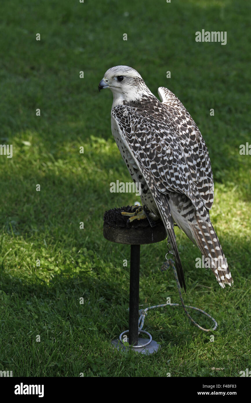 Gerfalcon hi-res stock photography and images - Alamy