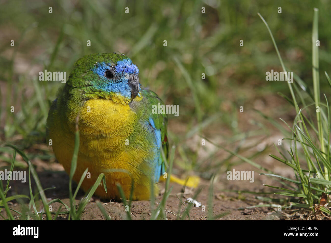 Turquoise parrot hi-res stock photography and images - Alamy