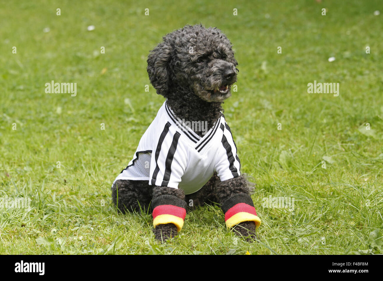 poodle with football shirt Stock Photo - Alamy
