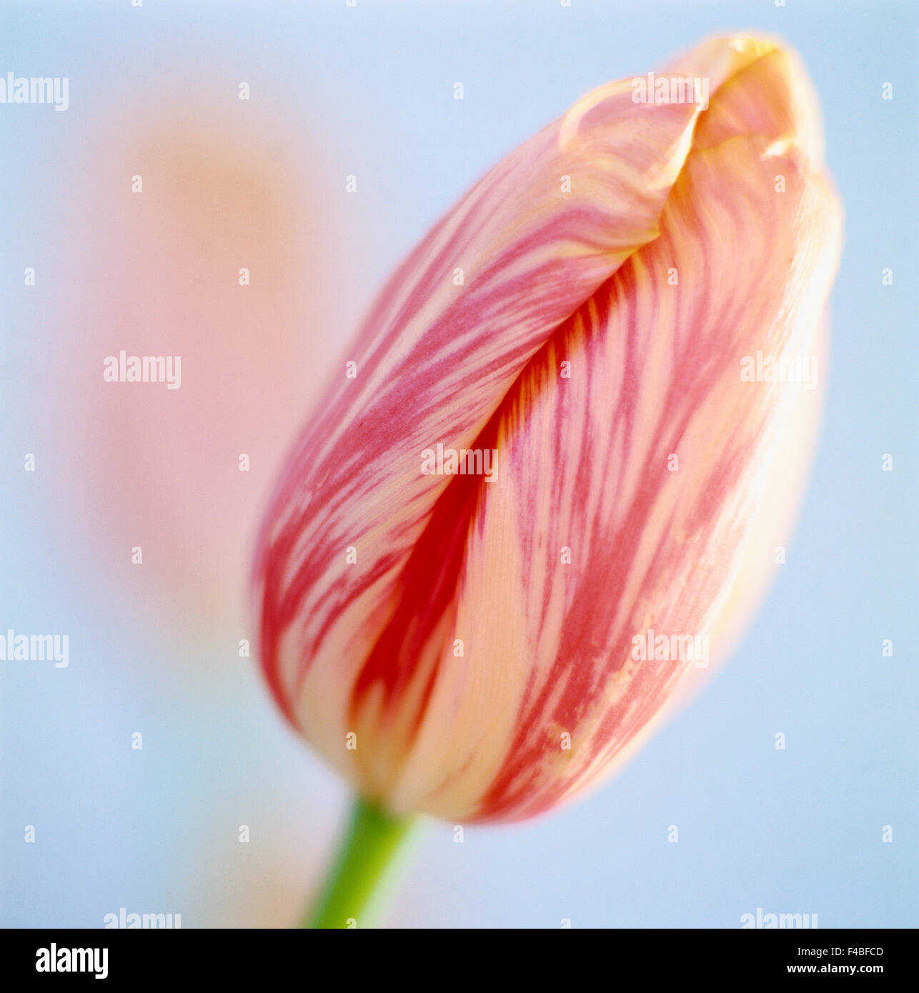 beginning bud catalogue 2 close-up color image detail flower life ...