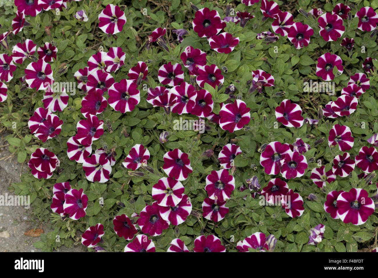 Petunia hybrid Pegasus Table Burgundy Bicolor Stock Photo - Alamy