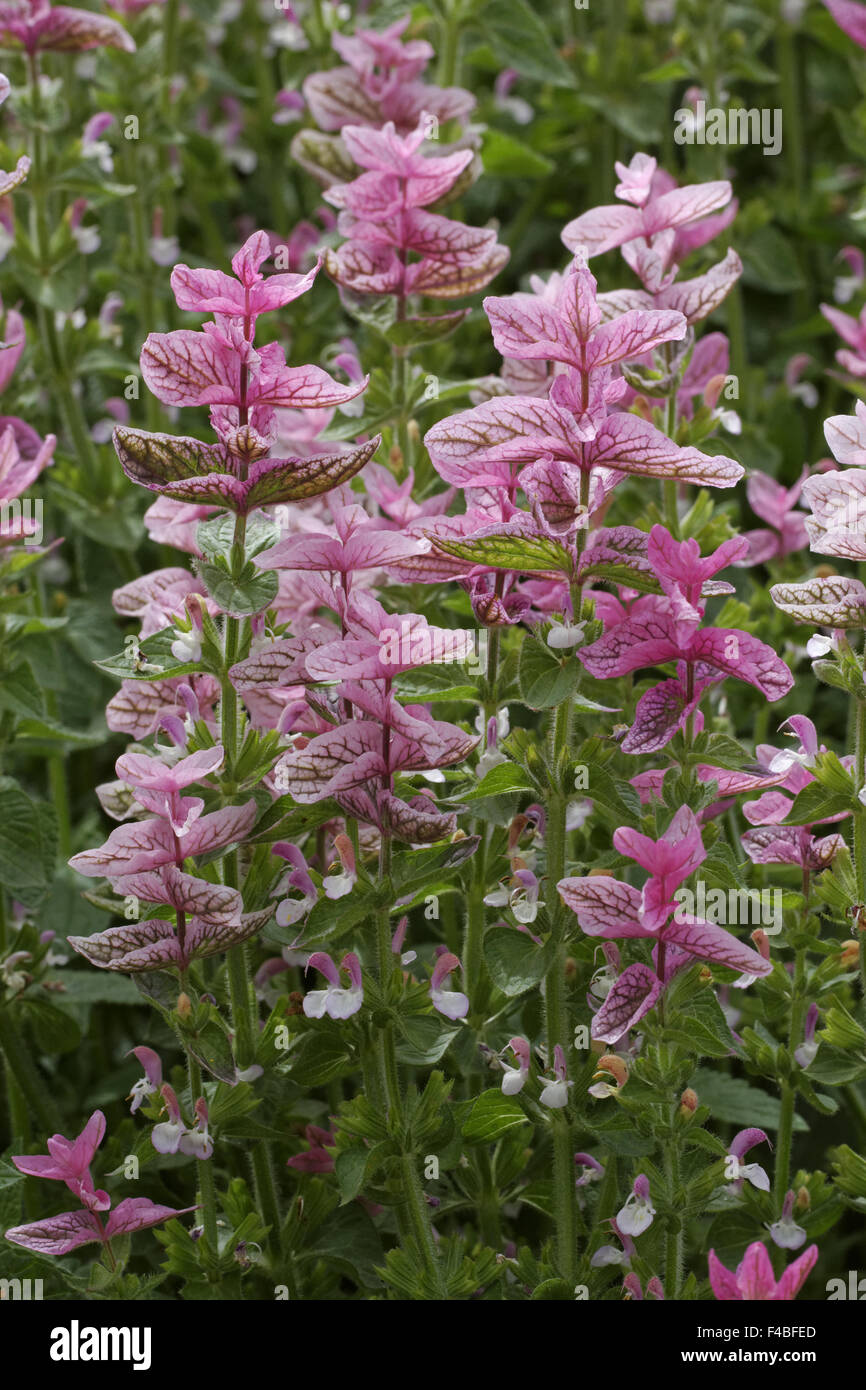 Salvia viridis Pink Sunday, Sage Stock Photo - Alamy
