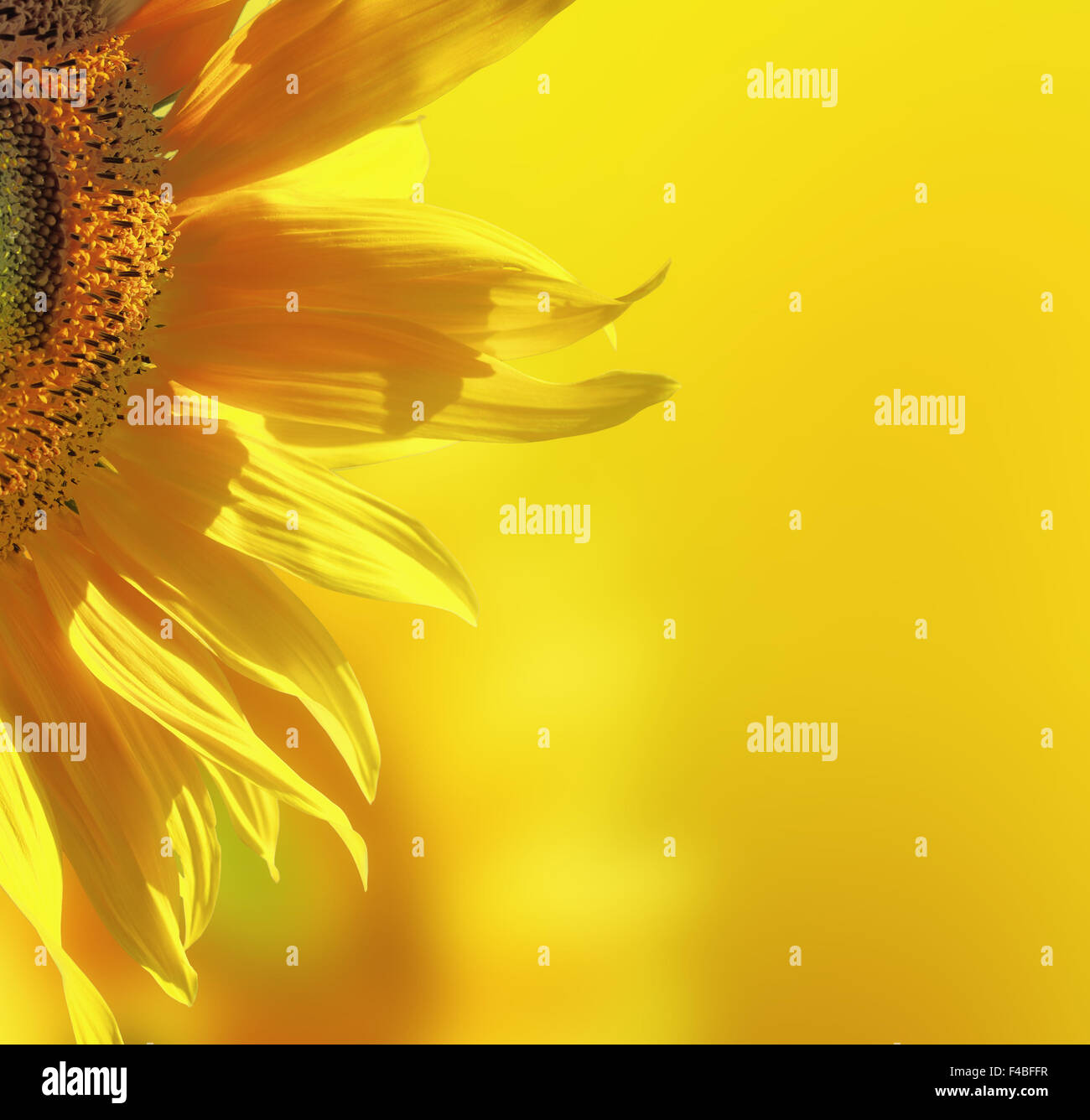 Yellow sunflower background Stock Photo - Alamy