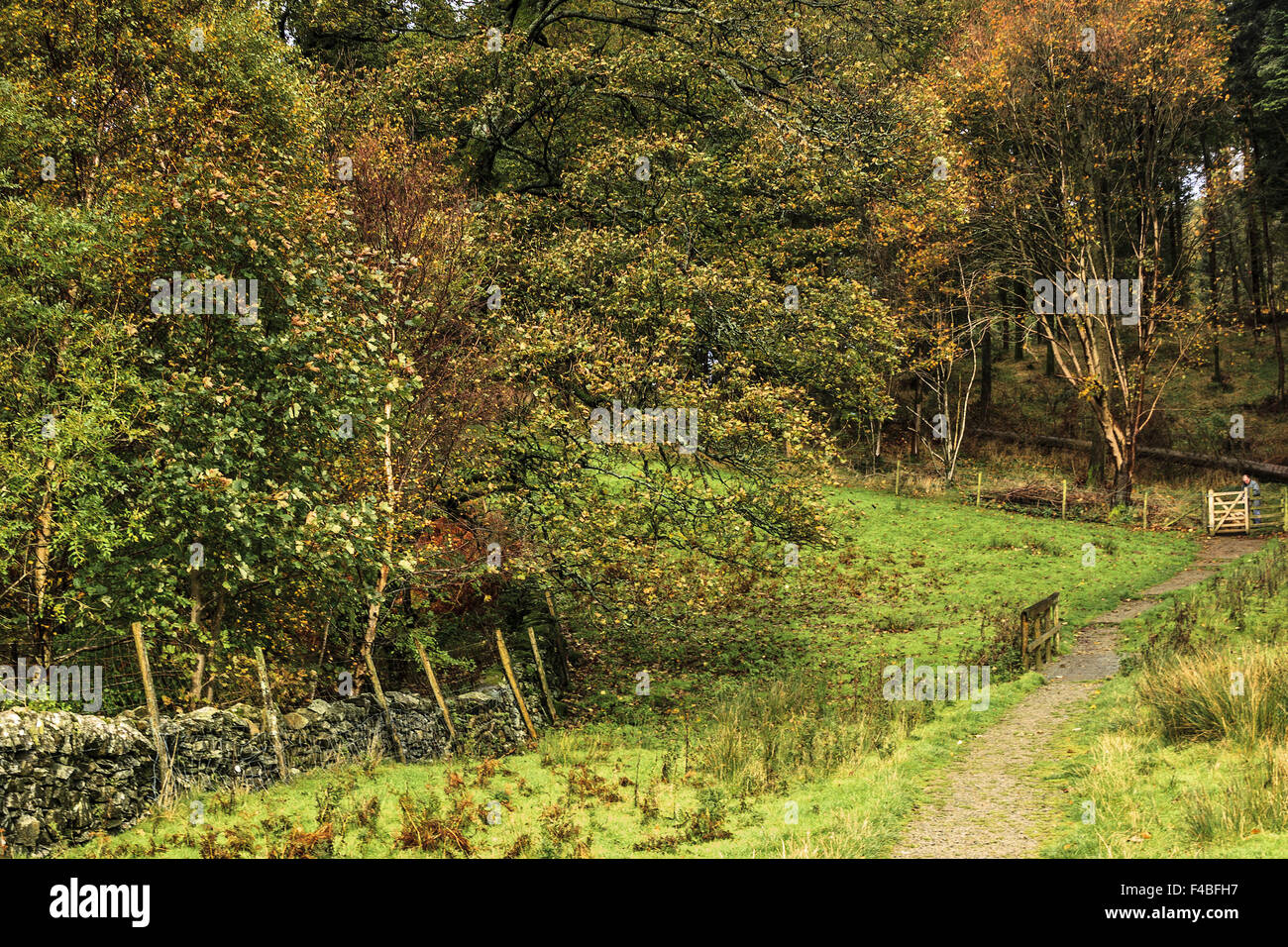 Lake district woodland uk hi-res stock photography and images - Alamy