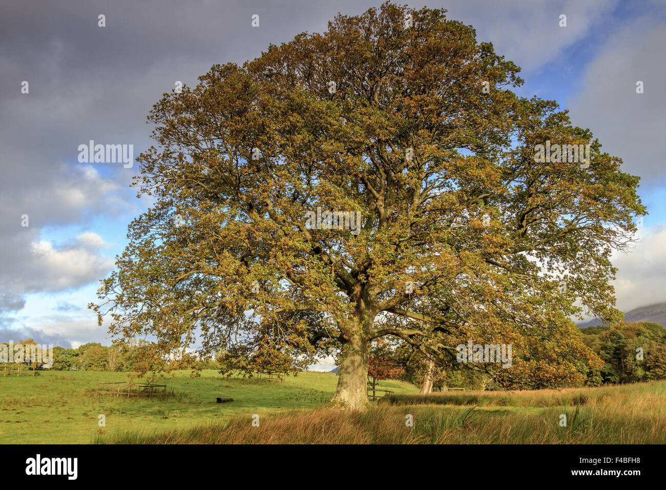 Oak Tree (Quercus) In Autumn Cumbria UK Stock Photo - Alamy