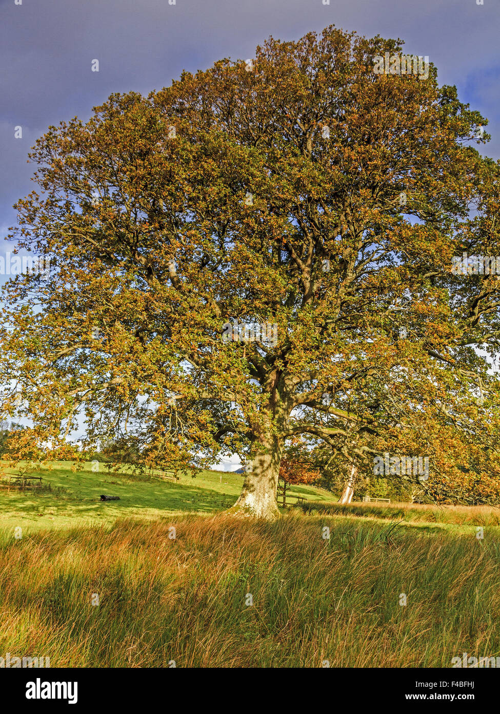 Quercus autumn hi-res stock photography and images - Alamy