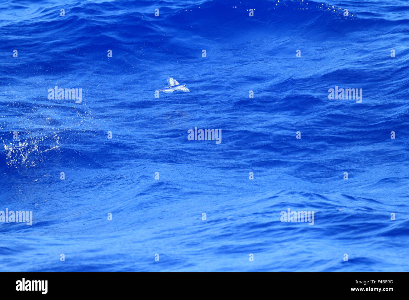 Flying fish in Ogasawara, Japan Stock Photo - Alamy