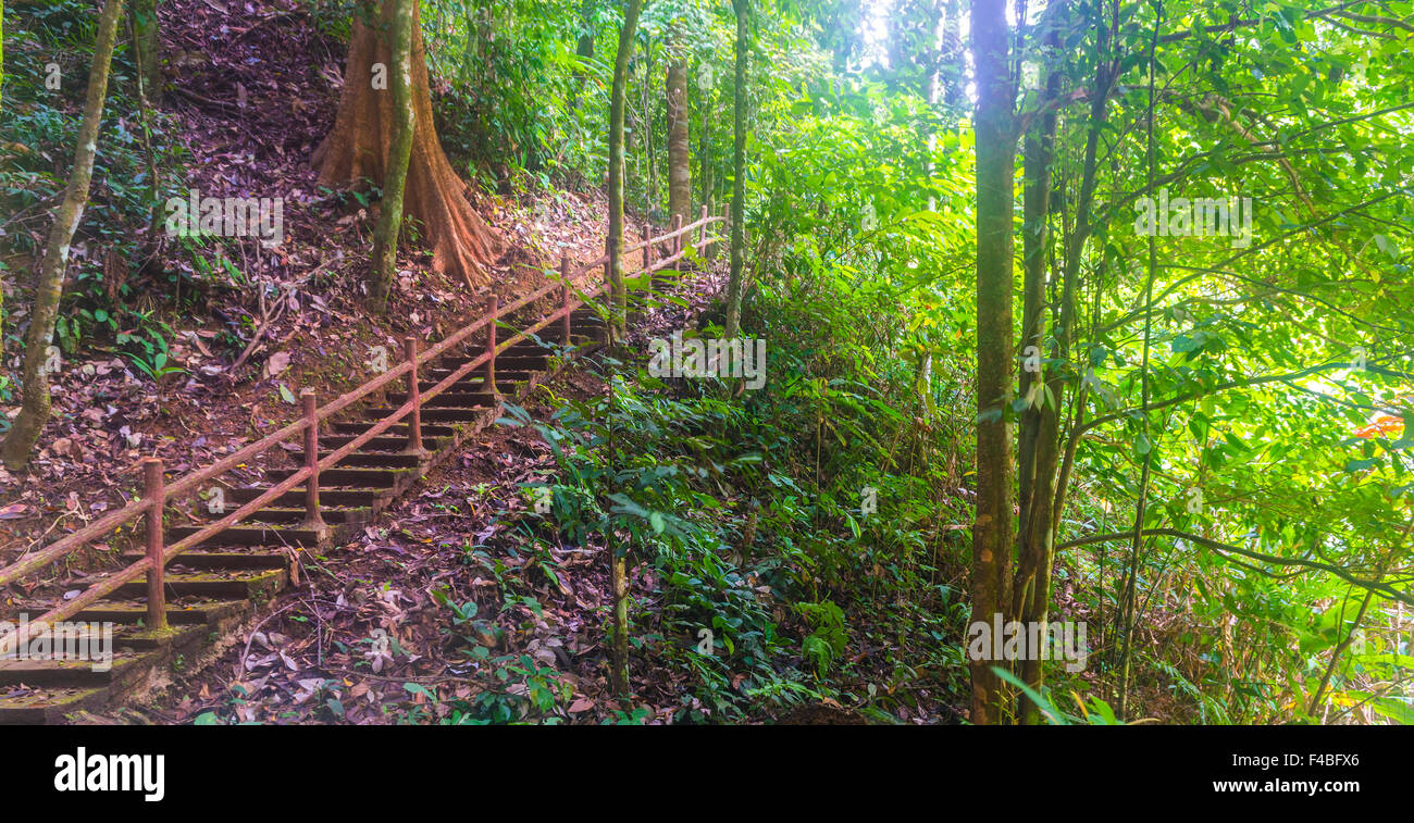 Jungle track at tropical forest Stock Photo - Alamy