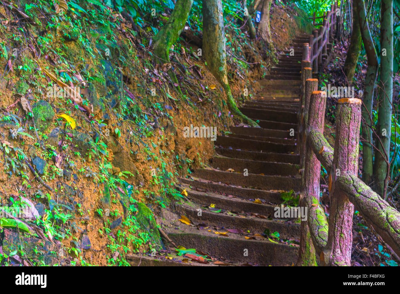 Jungle track at tropical forest Stock Photo - Alamy