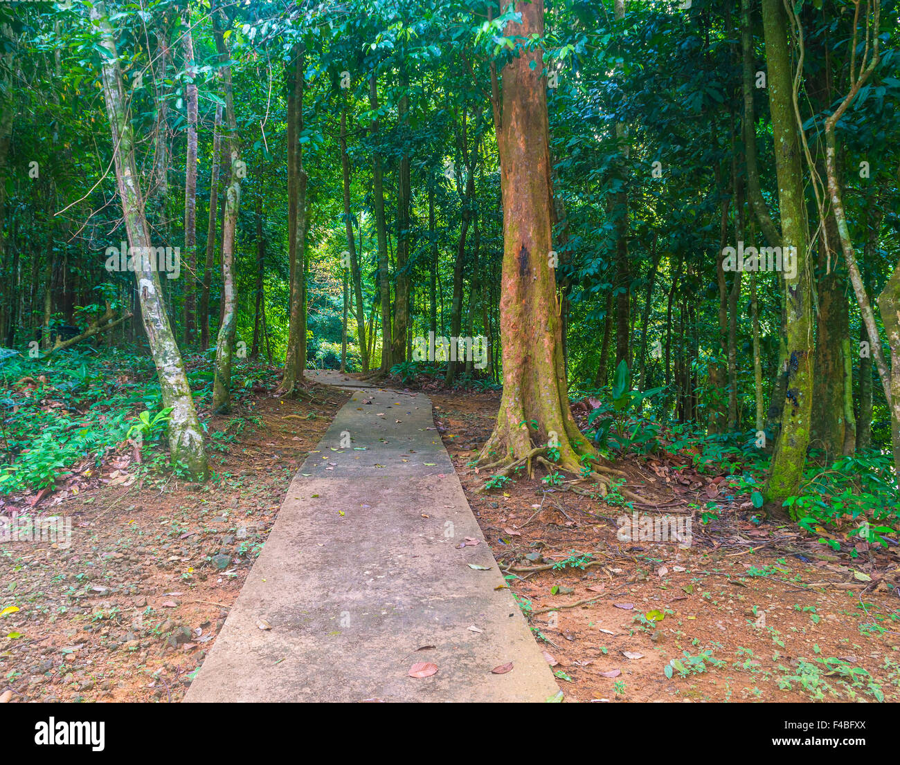 Jungle track at tropical forest Stock Photo - Alamy