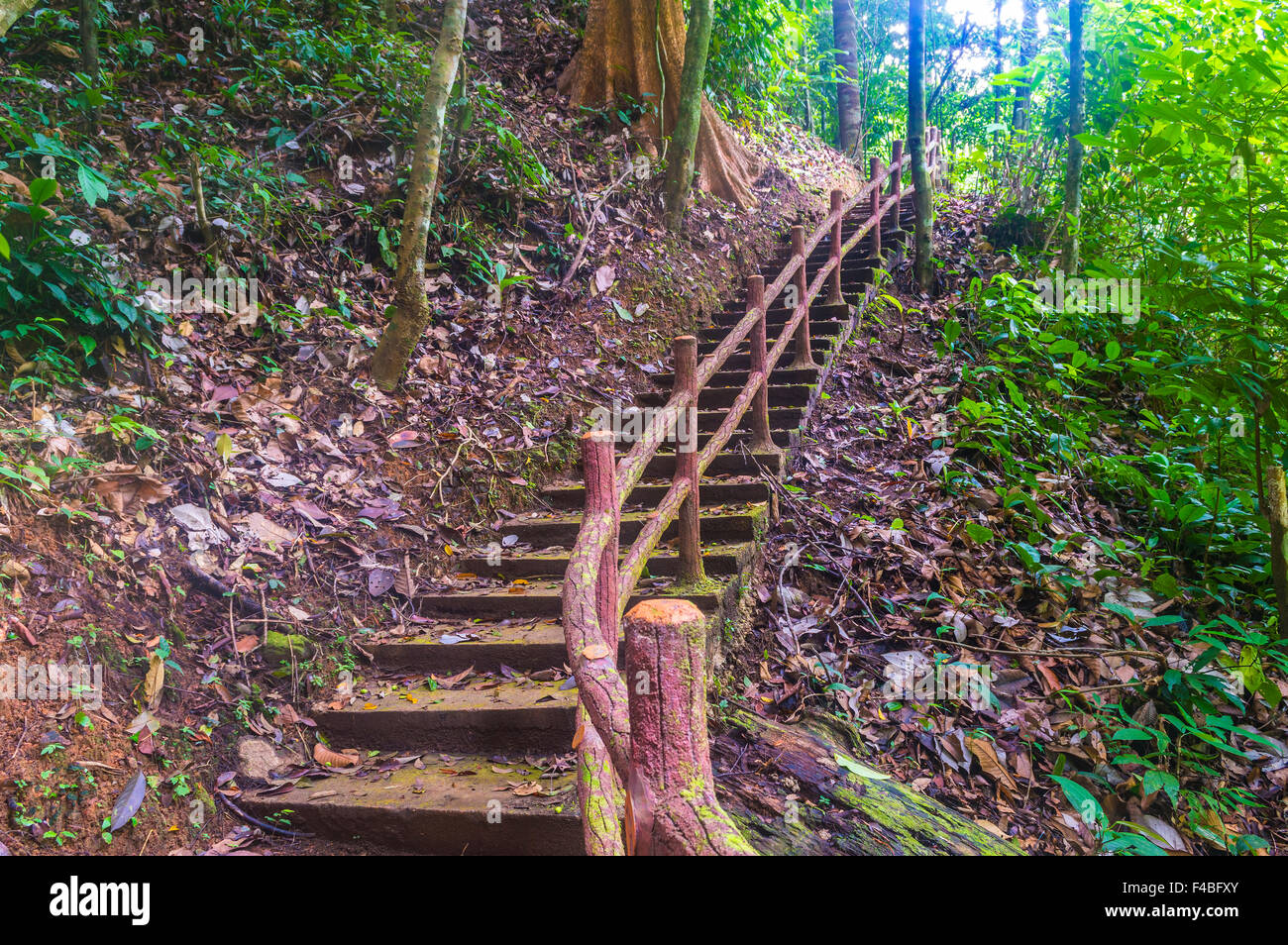 Jungle track at tropical forest Stock Photo - Alamy