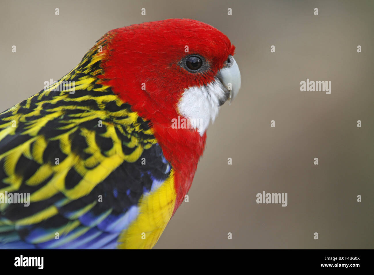 Eastern rosella hi-res stock photography and images - Alamy