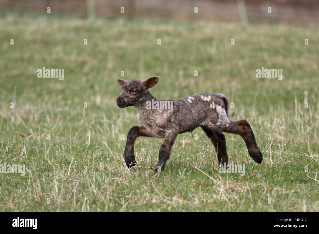 Running lamb hi-res stock photography and images - Alamy
