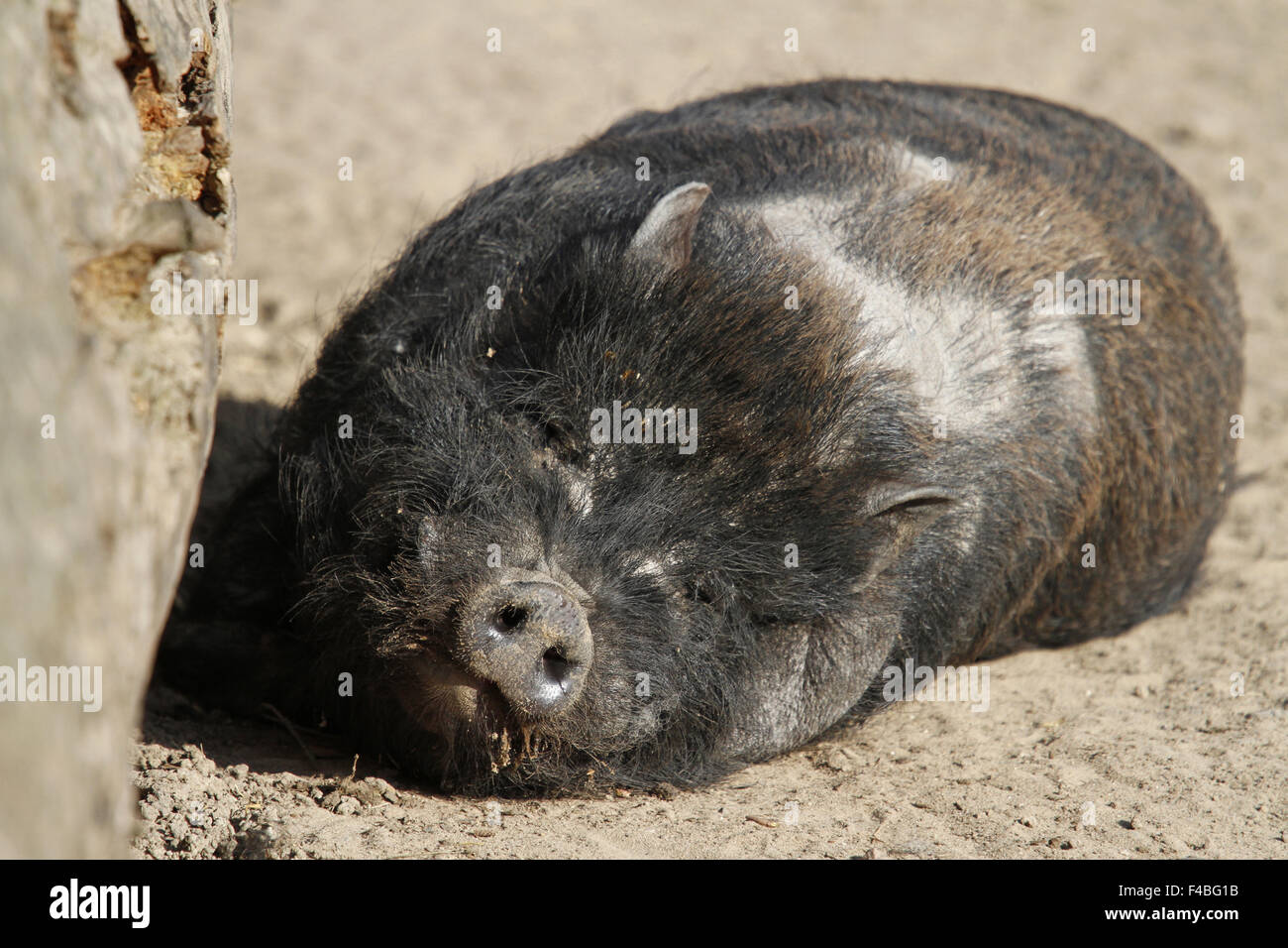 Pig pot hi-res stock photography and images - Alamy