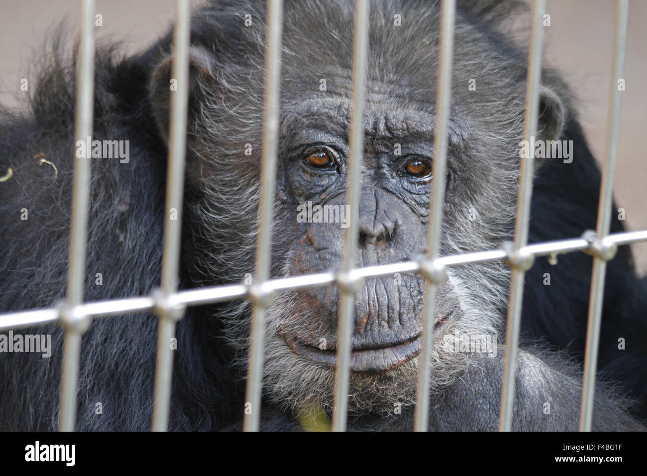 chimp in a cage Stock Photo - Alamy