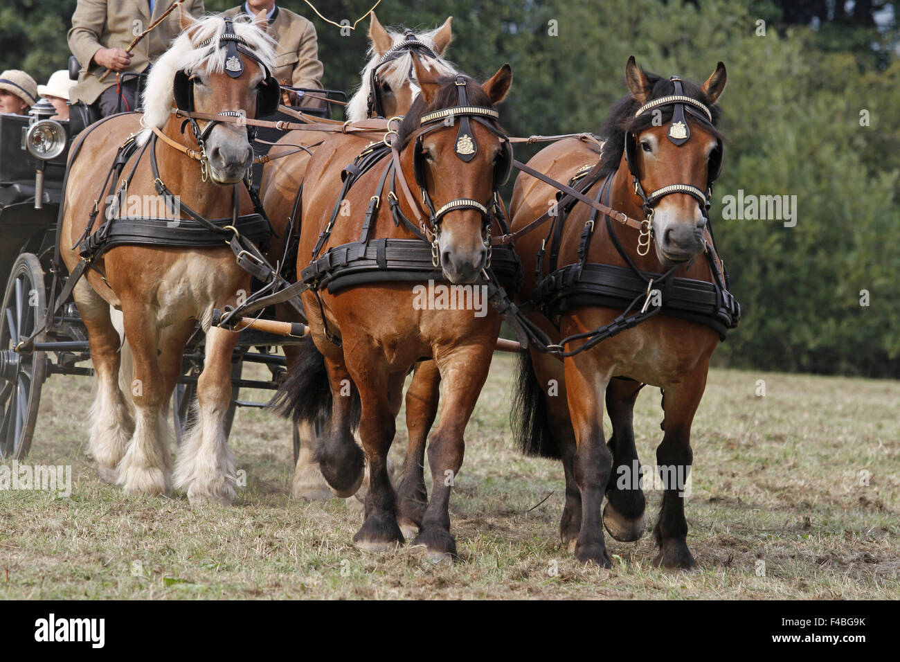 Working horses hi-res stock photography and images - Alamy
