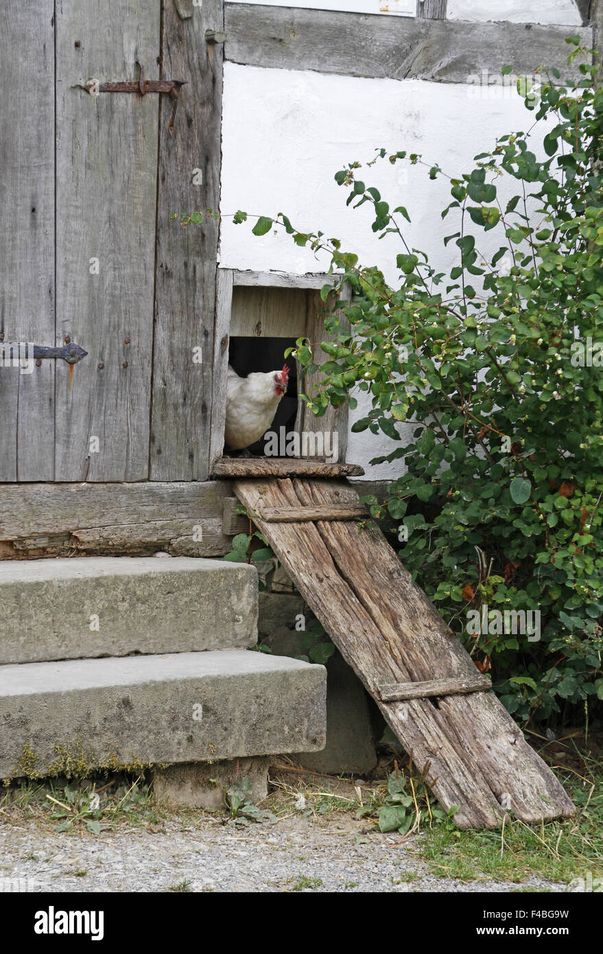 Chicken ladder hi-res stock photography and images - Alamy