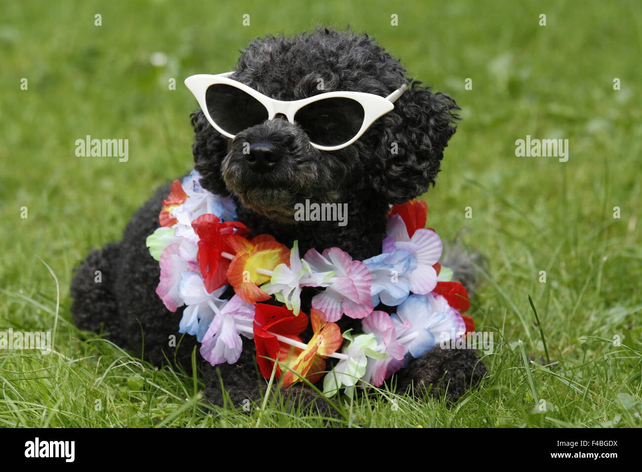 Poodle dress hi-res stock photography and images - Alamy