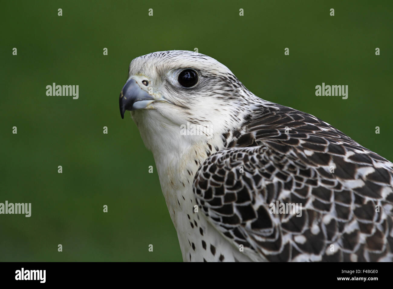 Jagdvögel hi-res stock photography and images - Alamy