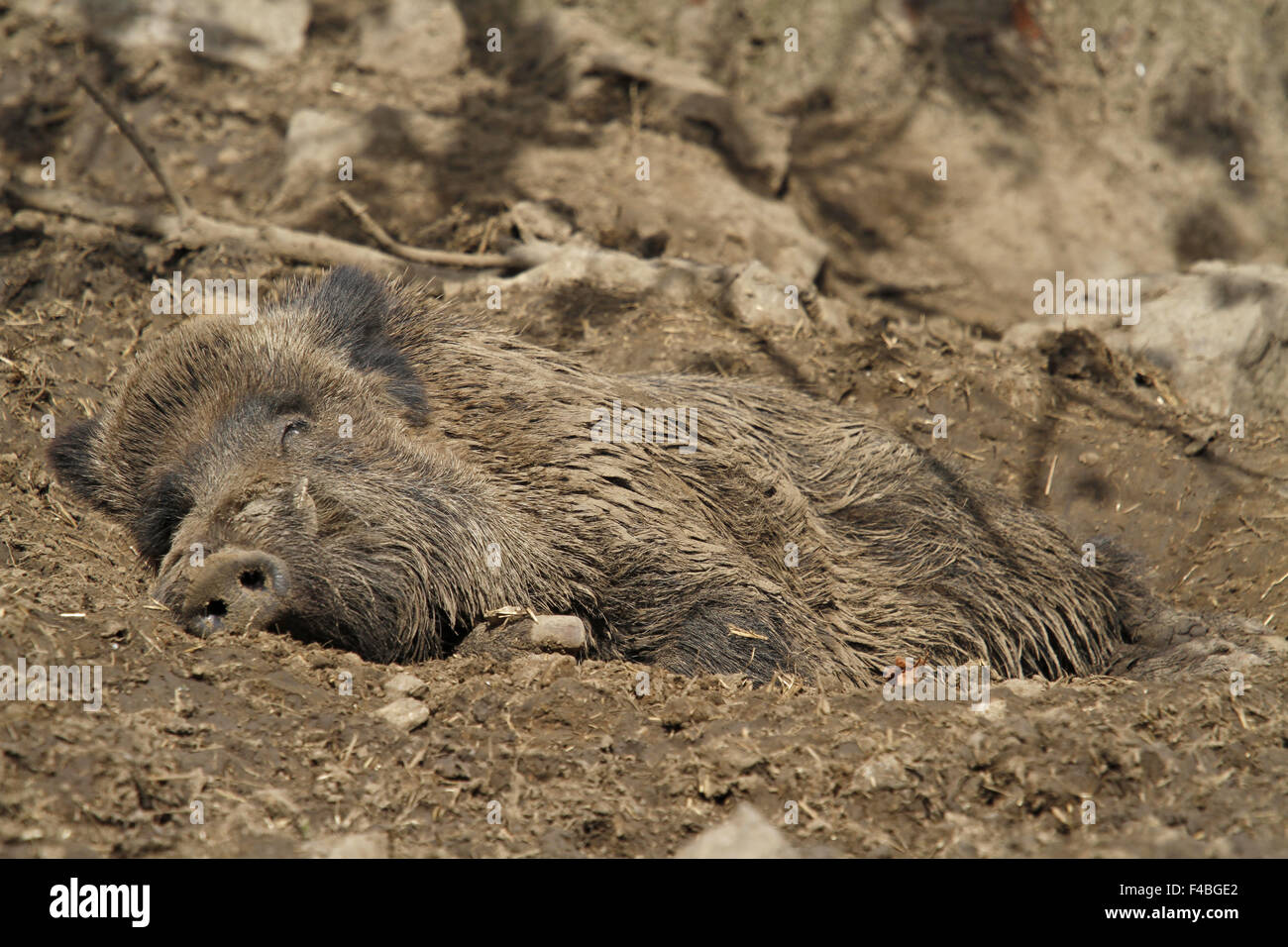 Sleeping boar hi-res stock photography and images - Alamy