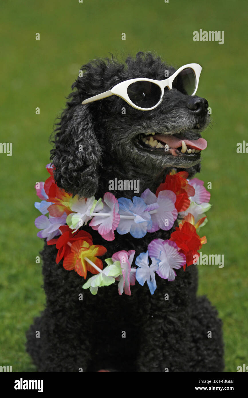 Poodle dress hi-res stock photography and images - Alamy