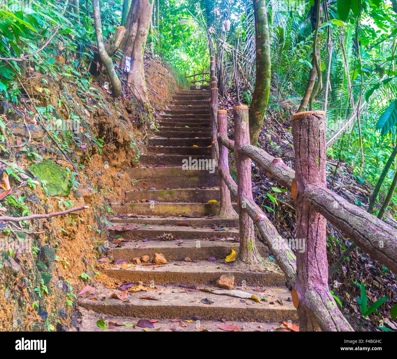 Jungle track at tropical forest Stock Photo - Alamy