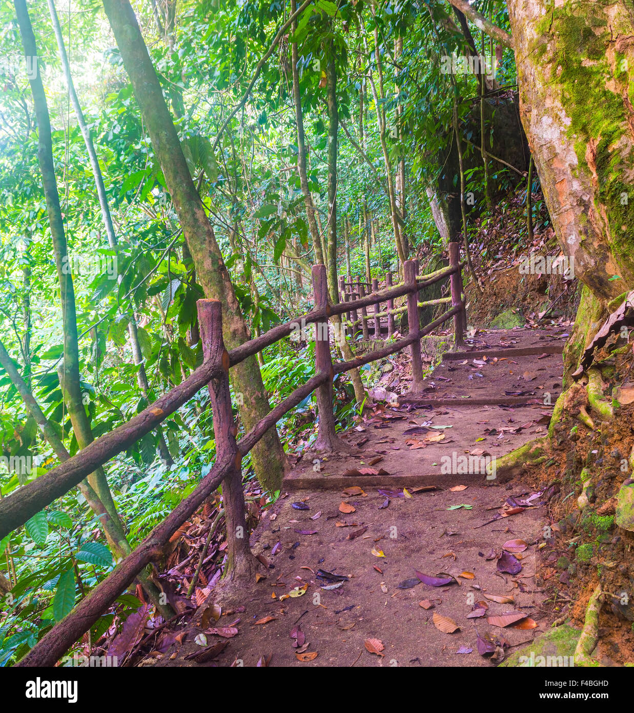 Jungle track at tropical forest Stock Photo - Alamy