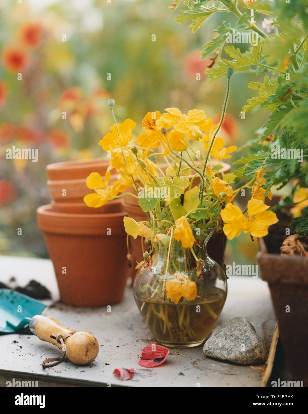 close-up color image flower pot garden gardening leaf planting plants ...
