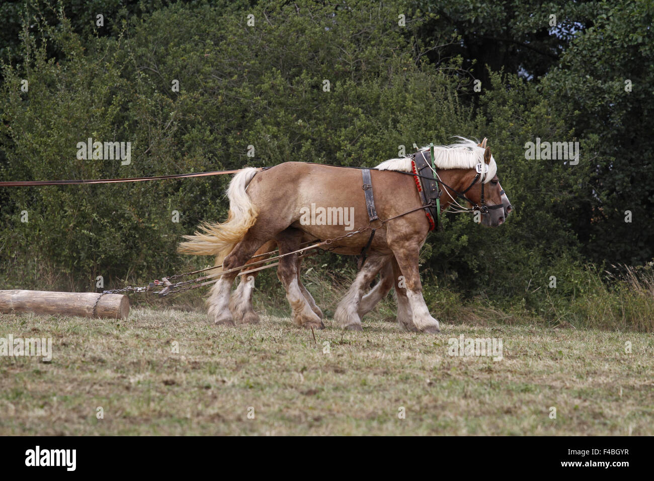Working horses hi-res stock photography and images - Alamy