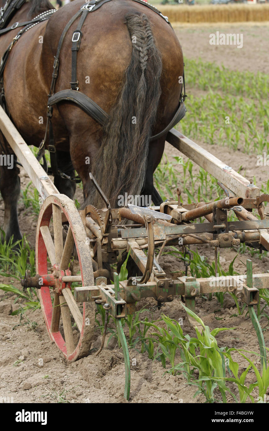 Working horse hi-res stock photography and images - Alamy
