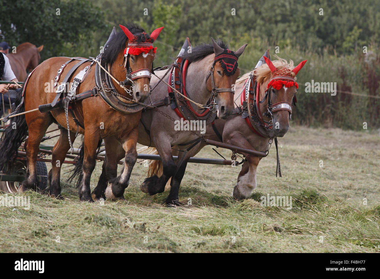 Vlaams horse hi-res stock photography and images - Alamy