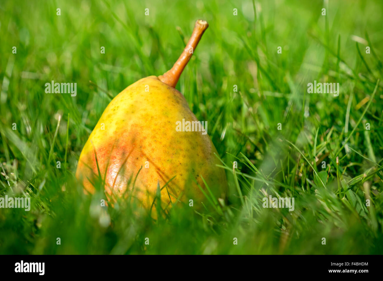 Pear harvesting hi-res stock photography and images - Alamy