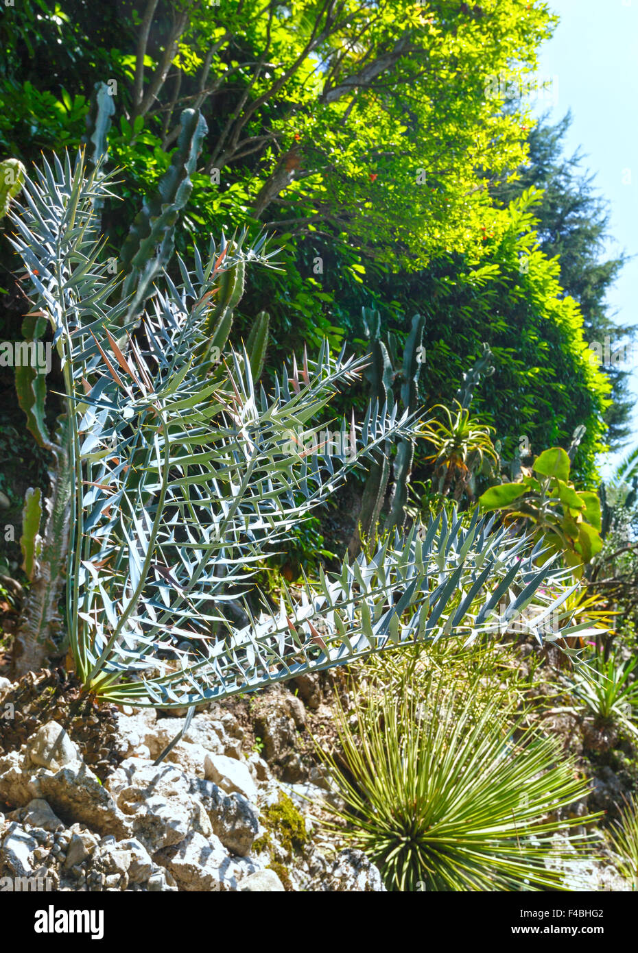 Cactus Grove High Resolution Stock Photography and Images - Alamy