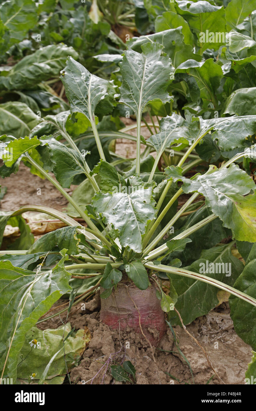 Beet feld hi-res stock photography and images - Alamy