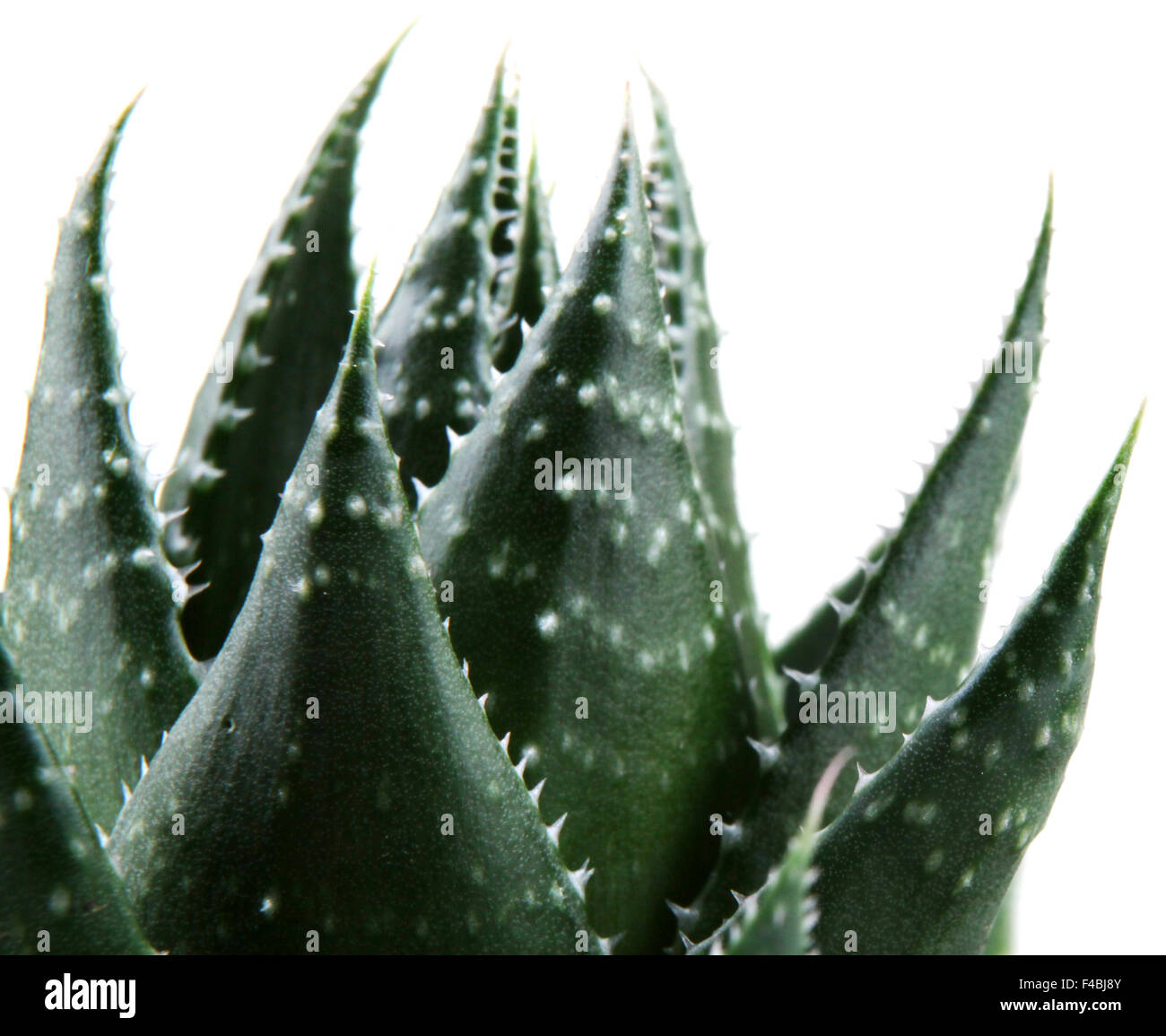 Aloe vera plant isolated on white Stock Photo - Alamy