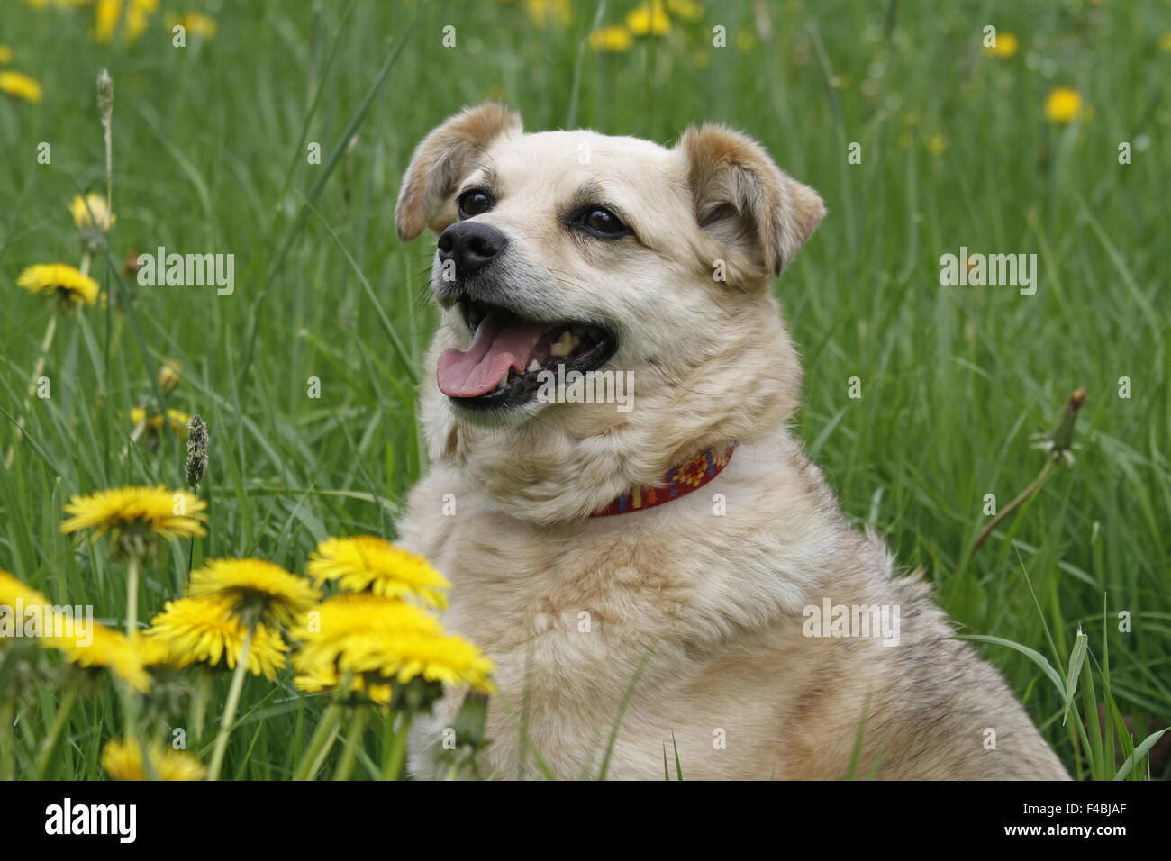 Dog flowers hi-res stock photography and images - Alamy